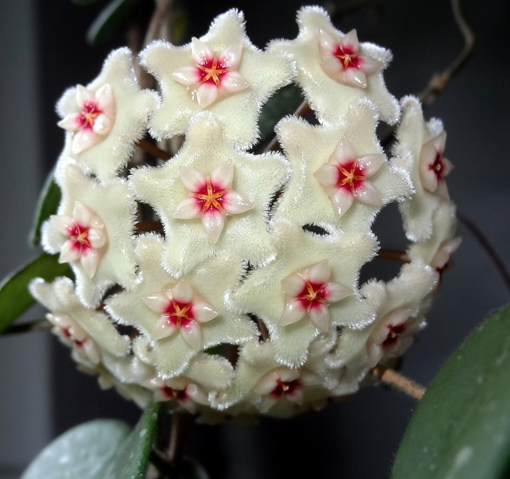 Hoyas: Plant Care and Collection of Varieties - Garden.org