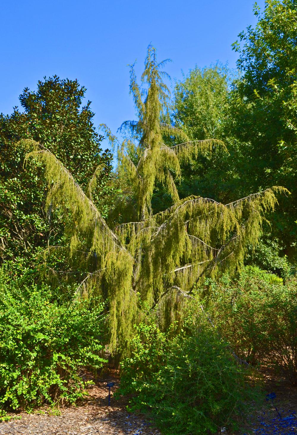 Photo of the entire plant of Weeping Temple Juniper (Juniperus rigida ...