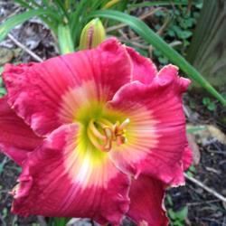 Photo of the bloom of Daylily (Hemerocallis 'My Sunny Valentine ...