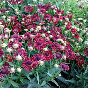Photo of the bloom of Sneezeweed (Helenium autumnale Mariachi™ Ranchera ...