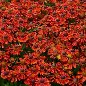 Photo of the bloom of Sneezeweed (Helenium autumnale Mariachi™ Salsa ...