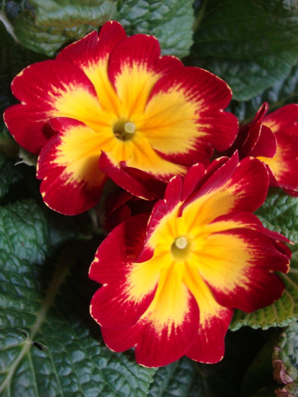 Primroses: Plant Care and Collection of Varieties - Garden.org