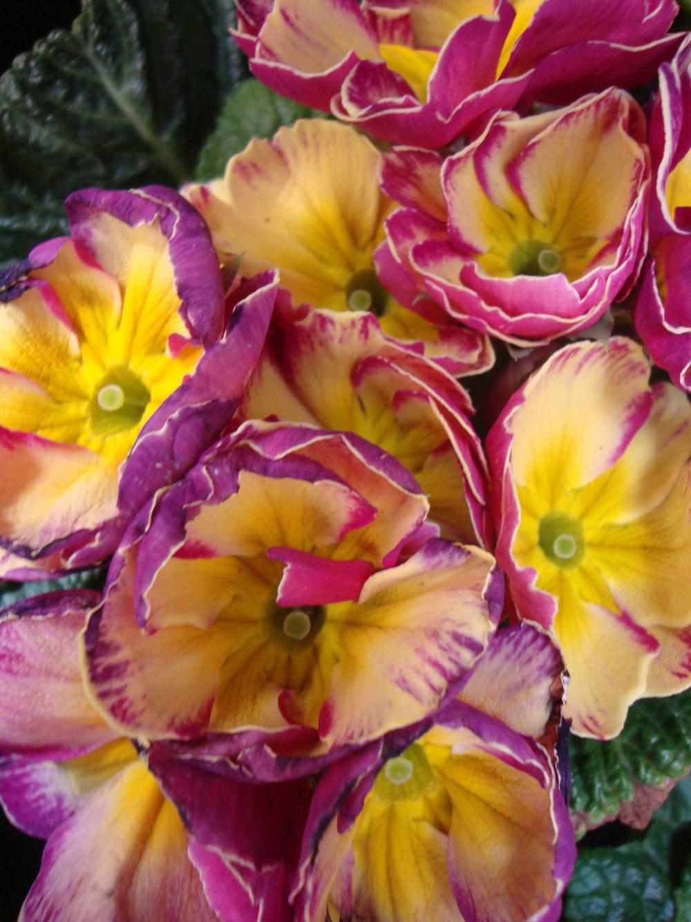 Primroses: Plant Care and Collection of Varieties - Garden.org
