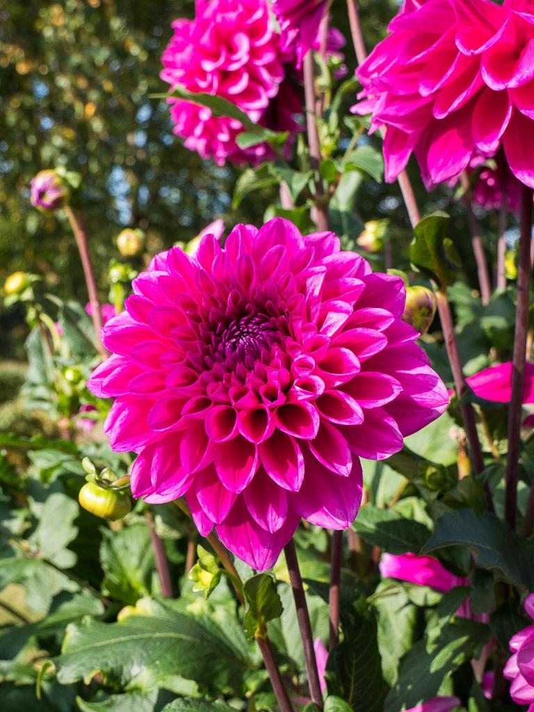 Dahlia 'Purplicious', 2017 in the Dahlias forum - Garden.org