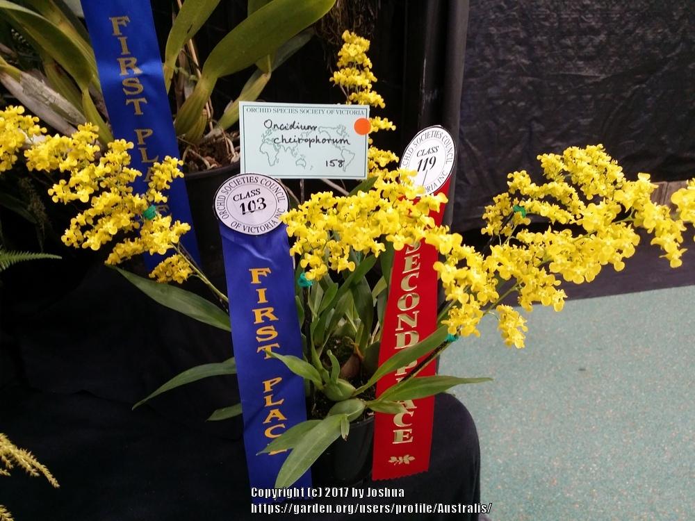 Photo of the entire plant of Orchid (Oncidium cheirophorum) posted by ...
