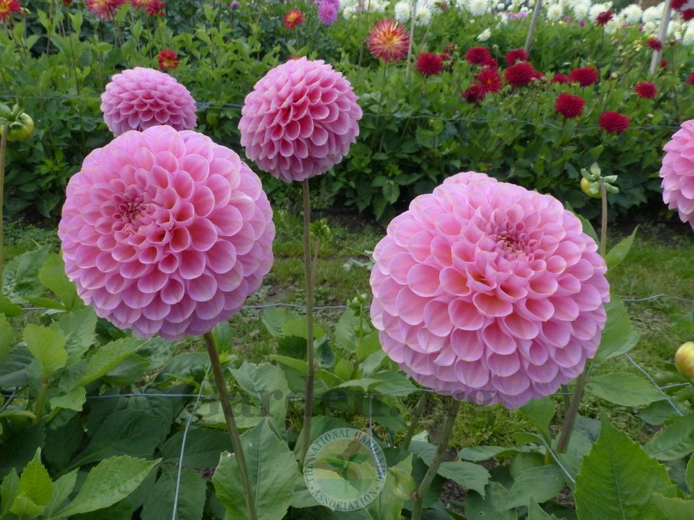 Photo of the bloom of Dahlia 'Hamari Rose' posted by Galanthophile ...