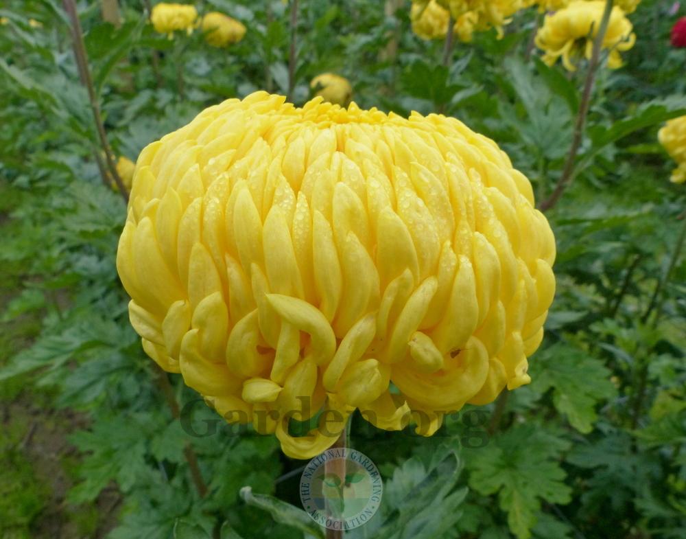 Photo of the bloom of Incurved Mum (Chrysanthemum 'Peter Rowe') posted ...