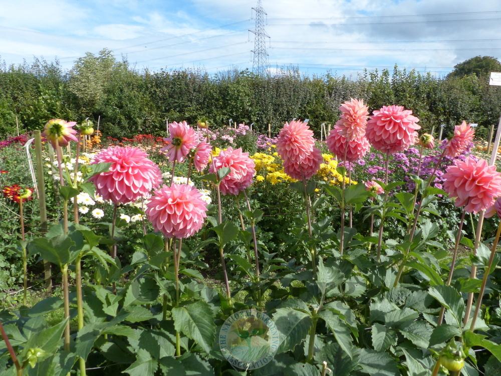 Photo of the entire plant of Dahlia 'Scaur Swinton' posted by ...