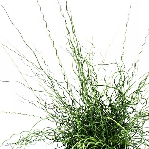 Photo of the entire plant of Corkscrew Rush (Juncus effusus 'Big ...