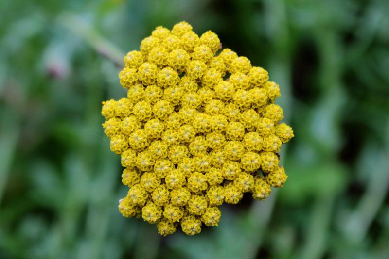 Sweet Yarrow (Achillea ageratum) in the Yarrows Database - Garden.org