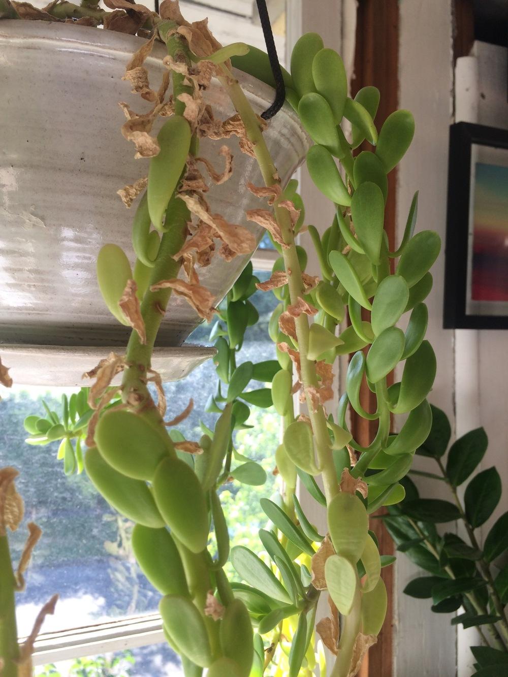 Help with Weeping Jade (Senecio jacobsenii) in the Houseplants forum ...