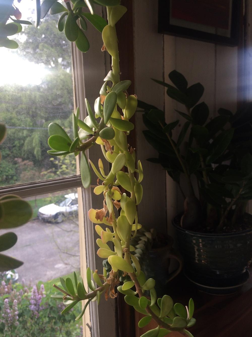 Help with Weeping Jade (Senecio jacobsenii) in the Houseplants forum ...