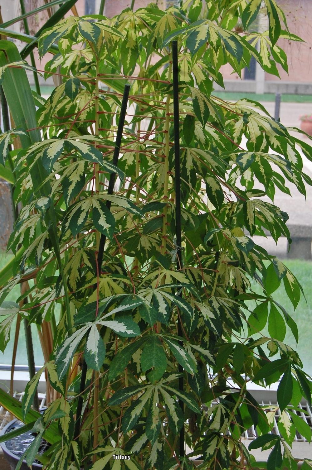 Photo of the leaves of Variegated Tapioca (Manihot esculenta 'Variegata ...