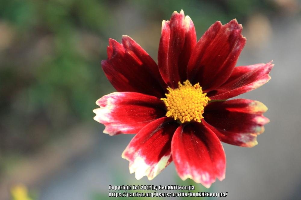 Photo of the bloom of Tickseed (Coreopsis Li'l Bang™ Red Elf) posted by ...