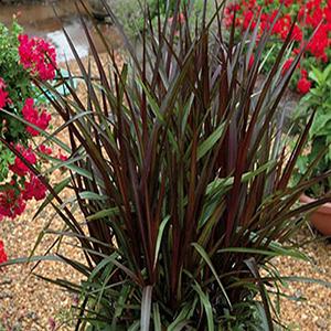 Napier Grass (Cenchrus purpureus 'Princess') - Garden.org