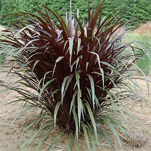 Ornamental Napier Grass (Cenchrus purpureus 'Noble') - Garden.org