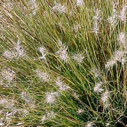 Fountain Grass (Cenchrus alopecuroides 'Little Honey') - Garden.org
