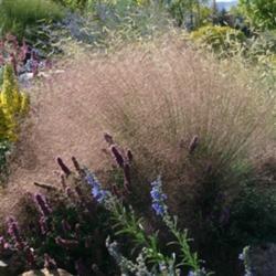 Photo of the seed pods or heads of Ruby Muhly (Muhlenbergia reverchonii ...
