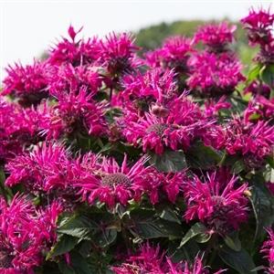 Bee Balm (Monarda 'Bee-True') in the Bee Balms Database - Garden.org