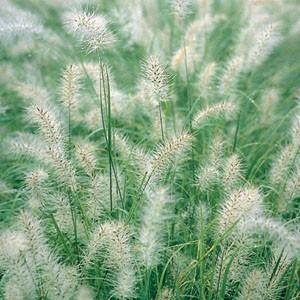 Fountain Grass (Cenchrus alopecuroides 'Cassian') - Garden.org
