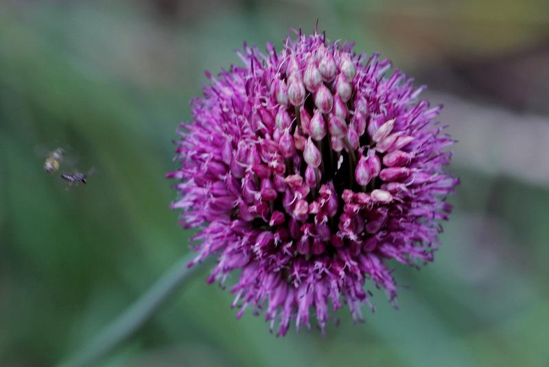 Allium stipitatum - Garden.org