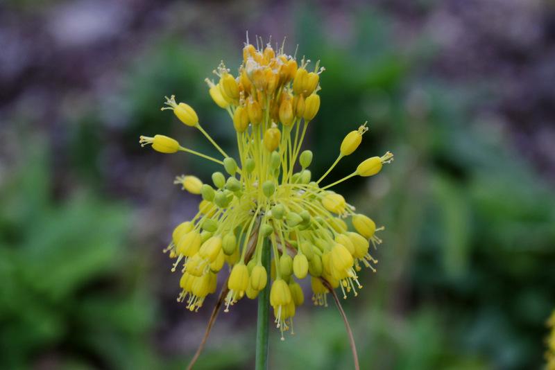 Fragrant Yellow Allium (Allium flavum) - Garden.org
