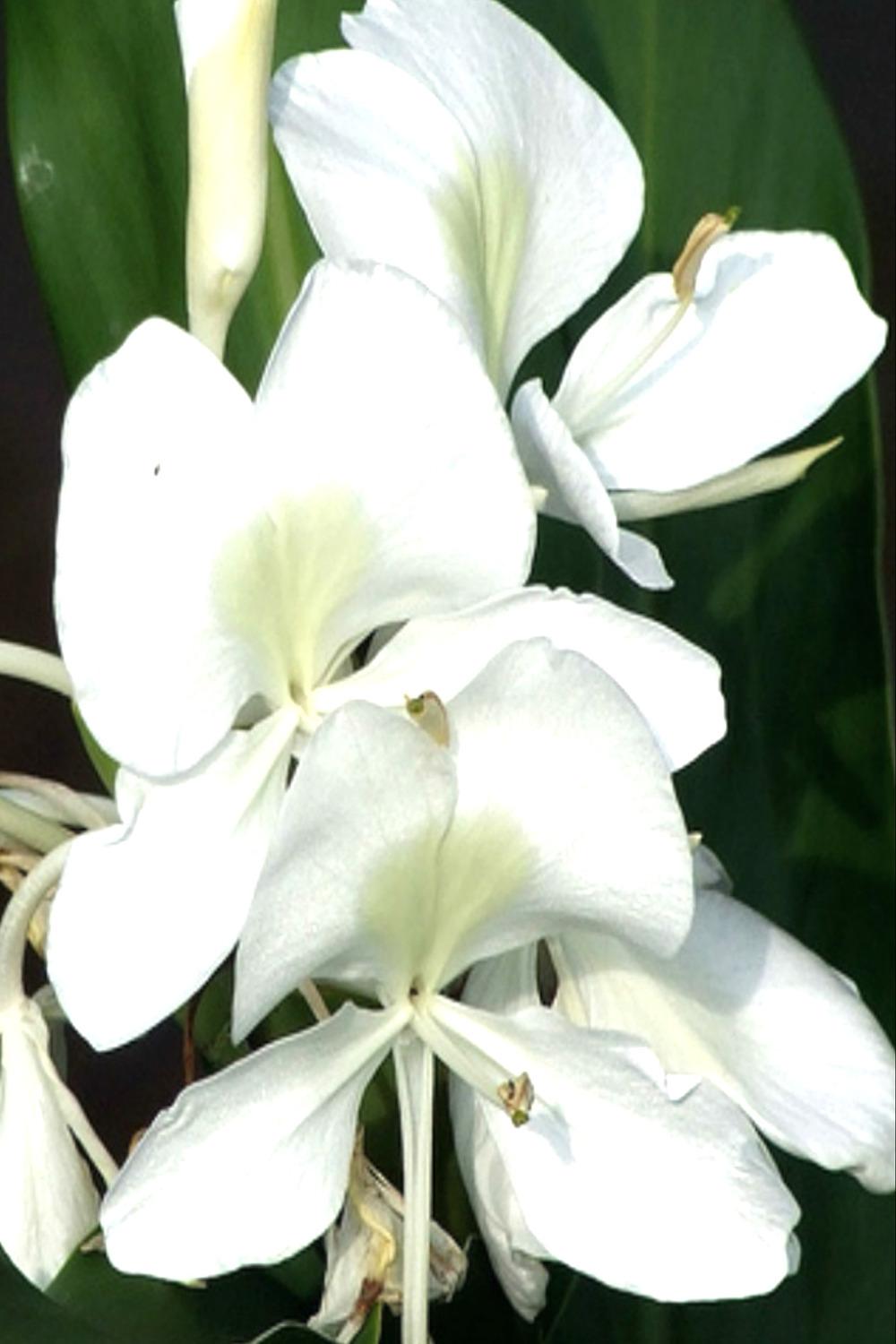 Hedychium coronarium ? in the Plant ID forum - Garden.org