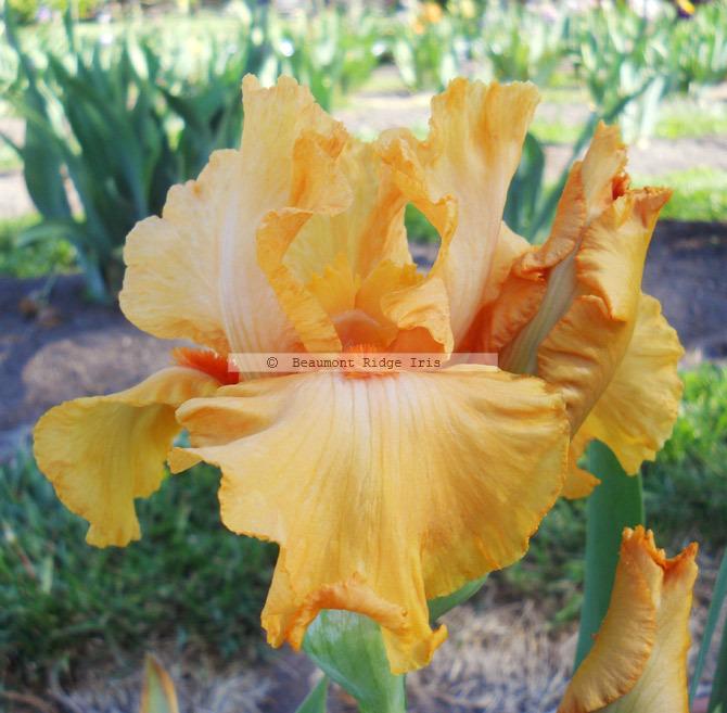 Tall Bearded Iris (Iris 'Buckingham Belle') in the Irises Database ...