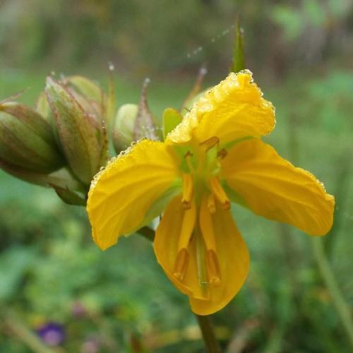 Coffee Senna (Senna occidentalis) - Garden.org