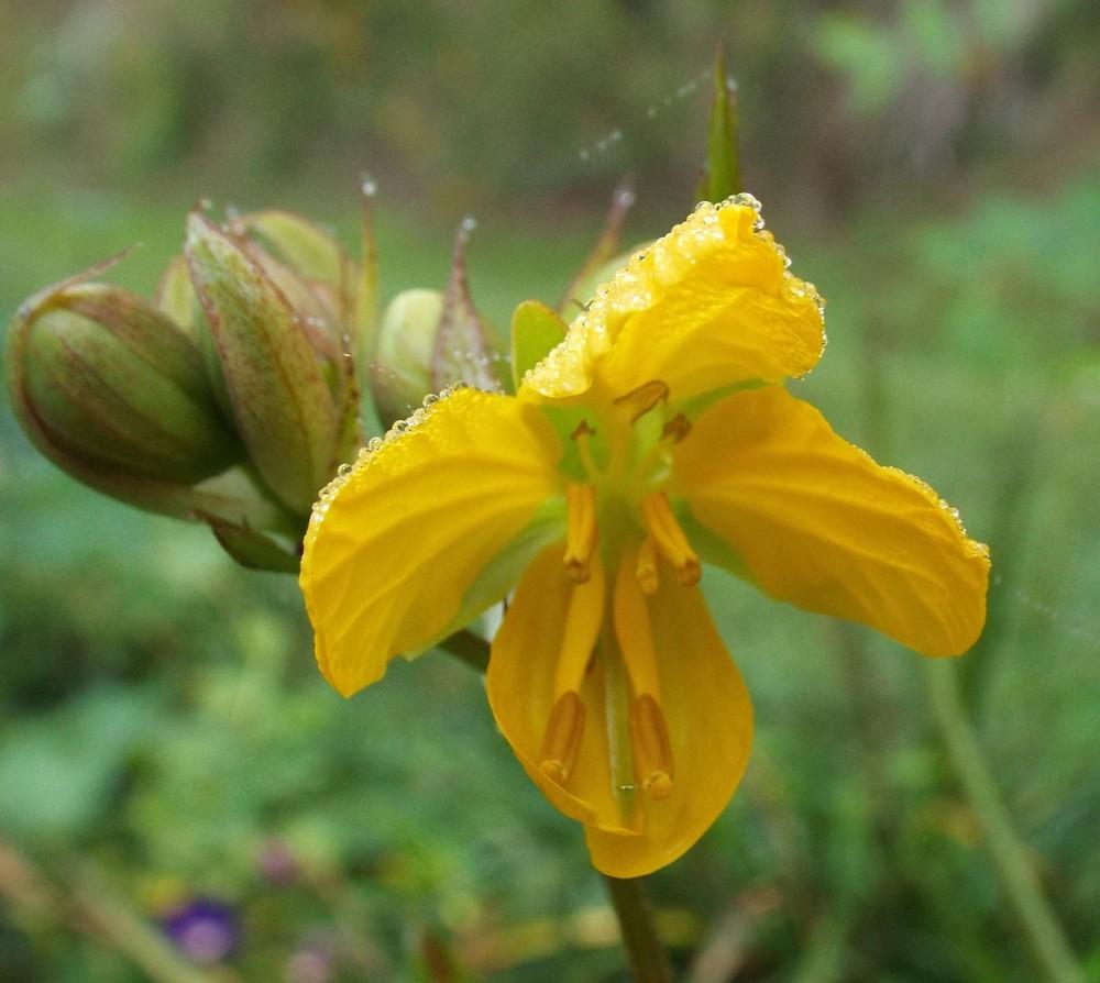 Coffee Senna (Senna occidentalis) - Garden.org