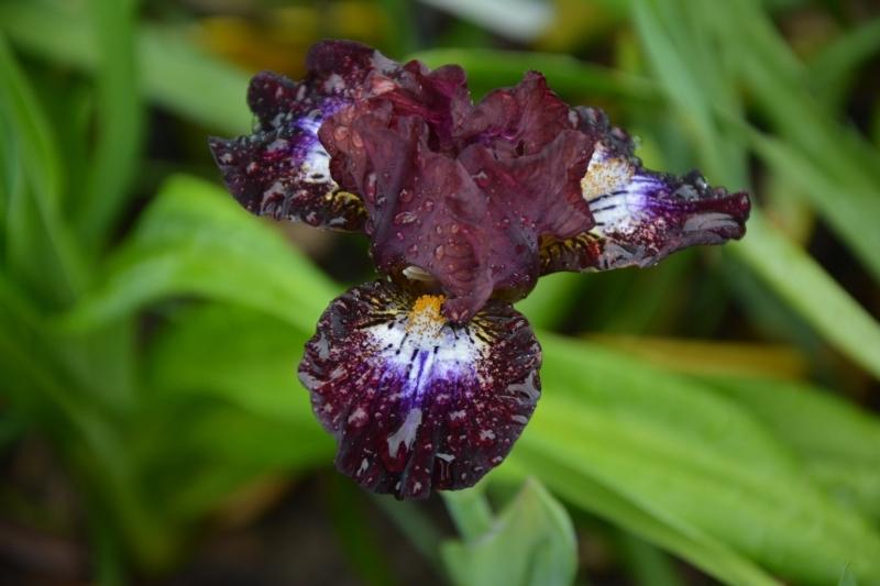 Standard Dwarf Bearded Iris (Iris 'Grape Blitz') in the Irises Database ...