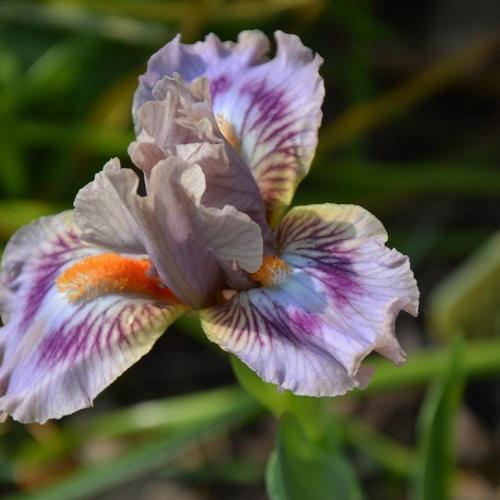 Standard Dwarf Bearded Iris (Iris 'Circus Clown') in the Irises ...