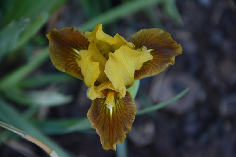 Photo of the bloom of Standard Dwarf Bearded Iris (Iris 'Rabbit's Foot ...