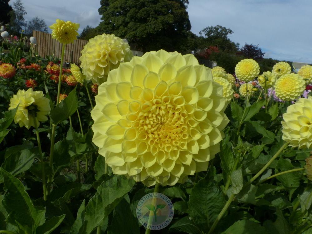 Photo of the bloom of Dahlia 'Ruskin Diane' posted by Galanthophile ...