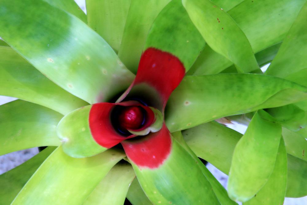 Photo of the leaves of Bromeliad (Neoregelia compacta) posted by ScotTi ...