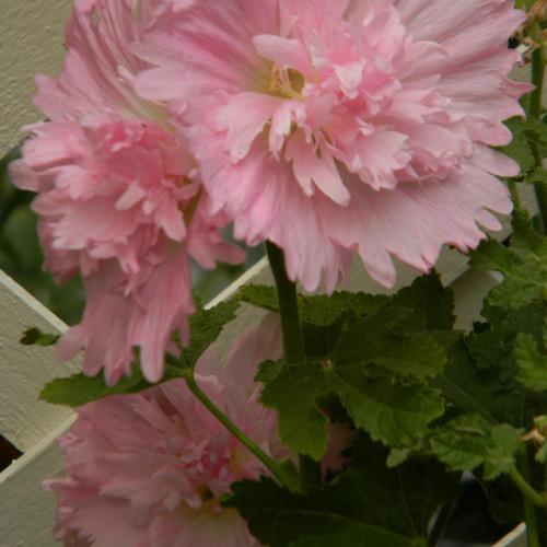 Hollyhock (Alcea rosea Spring Celebrities™ Pink) - Garden.org