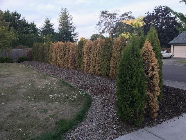 Wall of bushes in my front yard in the Landscape Design forum - Garden.org