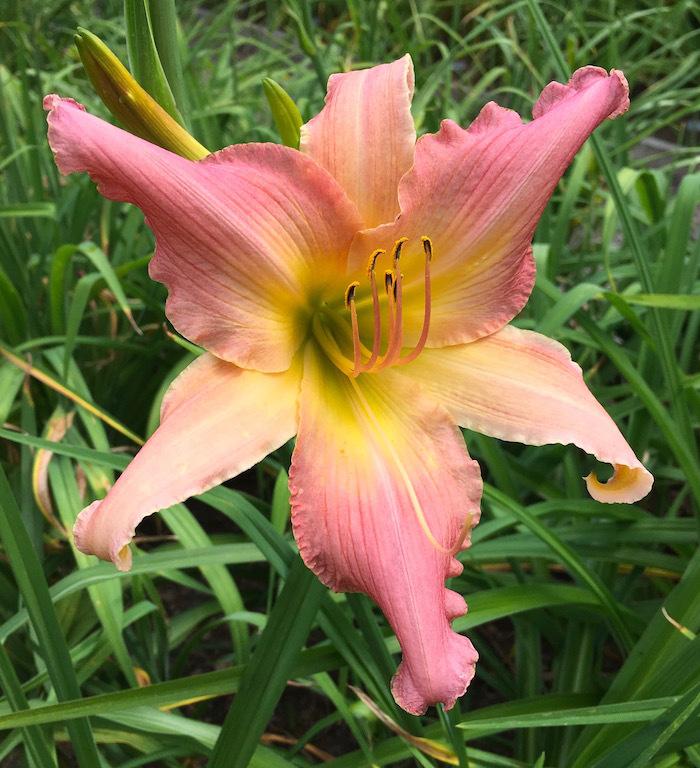 Daylily (Hemerocallis 'Mixed Messages') in the Daylilies Database ...