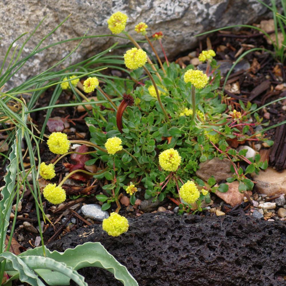 Porter's Sulfur Flower (Eriogonum umbellatum var. porteri) - Garden.org
