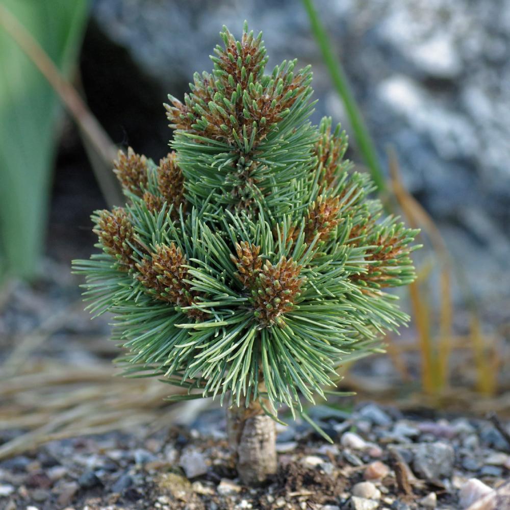 Photo of the entire plant of Limber Pine (Pinus flexilis 'Cherokee ...