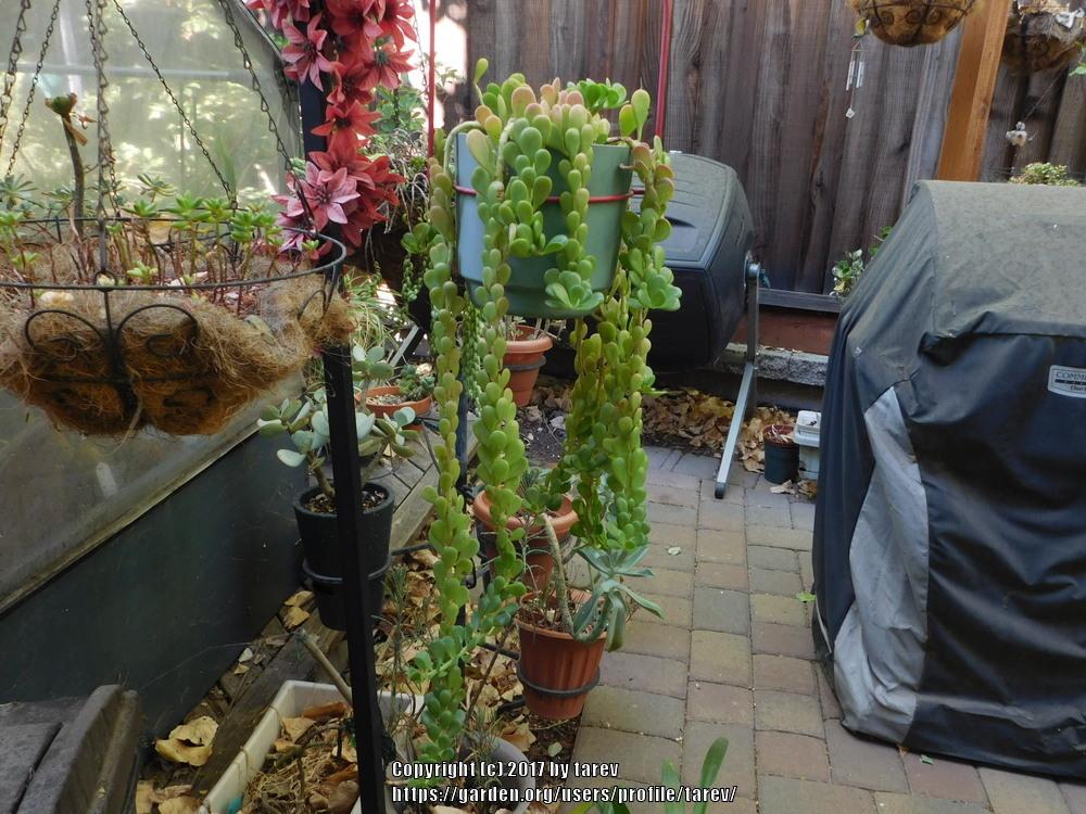 Help with Weeping Jade (Senecio jacobsenii) in the Houseplants forum ...