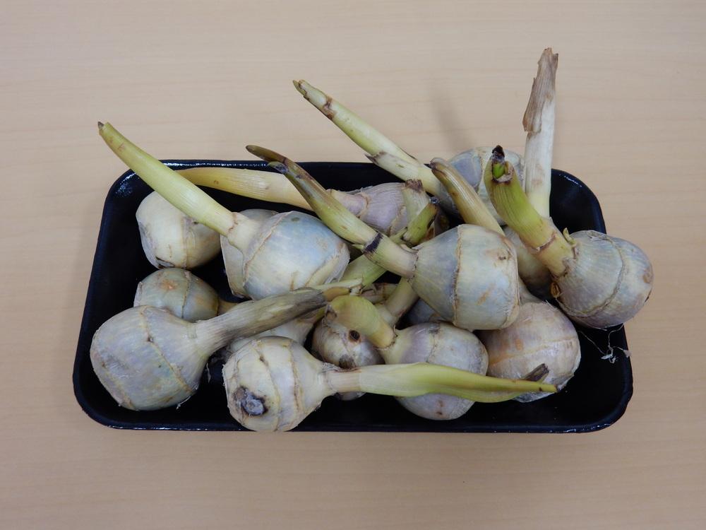 Chinese Arrowroot (Sagittaria trifolia) - Garden.org