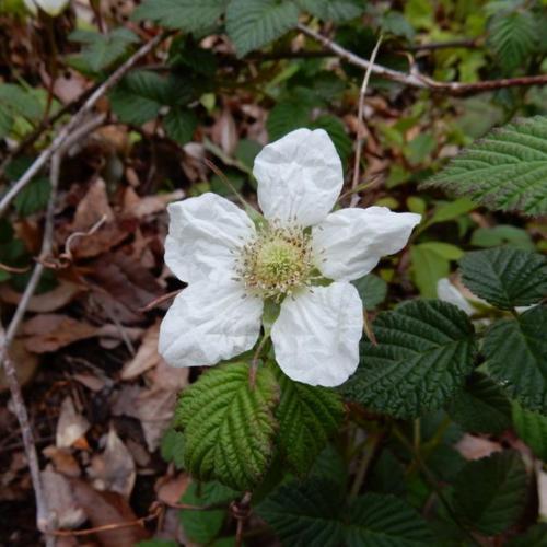 Hirsute Raspberry (Rubus hirsutus) in the Rubus Database - Garden.org