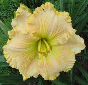 Daylily (Hemerocallis 'Derrick Lacey') in the Daylilies Database ...