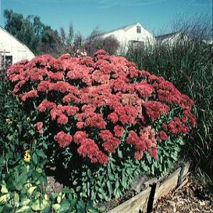 Photo of the entire plant of Stonecrop (Hylotelephium spectabile ...