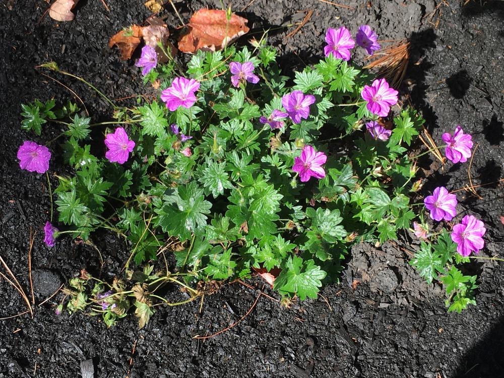 Photo of the entire plant of Cranesbill (Geranium 'Blushing Turtle ...