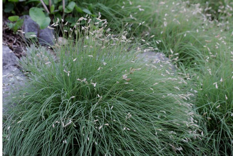 Bouteloua Dactyloides