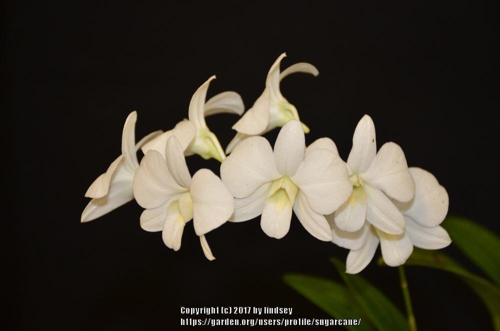 Orchid (Dendrobium Enobi Purple 'Little Snow') - Garden.org