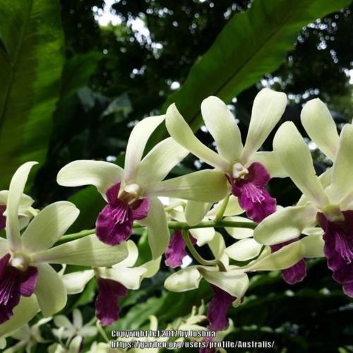 Orchid (Dendrobium Woo Leng) - Garden.org