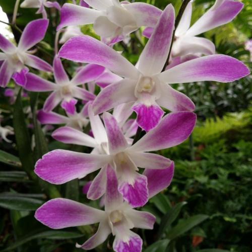Orchid (Dendrobium Caesar) - Garden.org